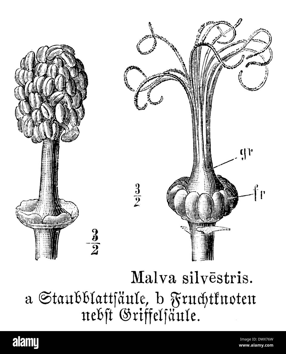 Wood mallow hi-res stock photography and images - Alamy