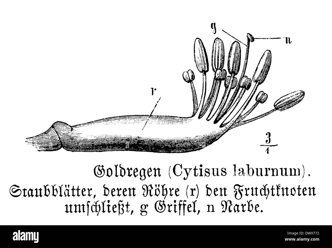 Botanical illustration of laburnum hi-res stock photography and images ...