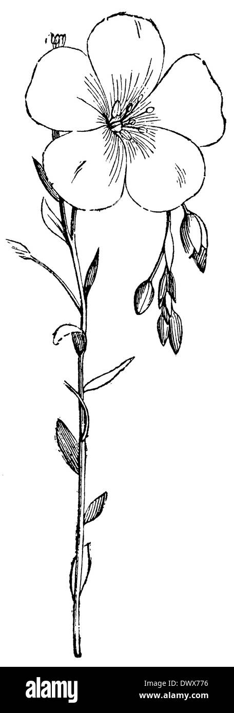 Linum usitatissimum illustration hi-res stock photography and images ...