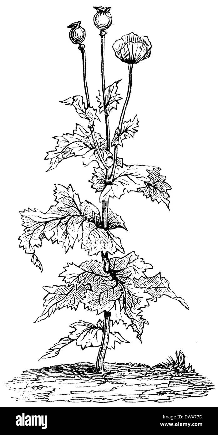 Poppy drawing hi-res stock photography and images - Alamy