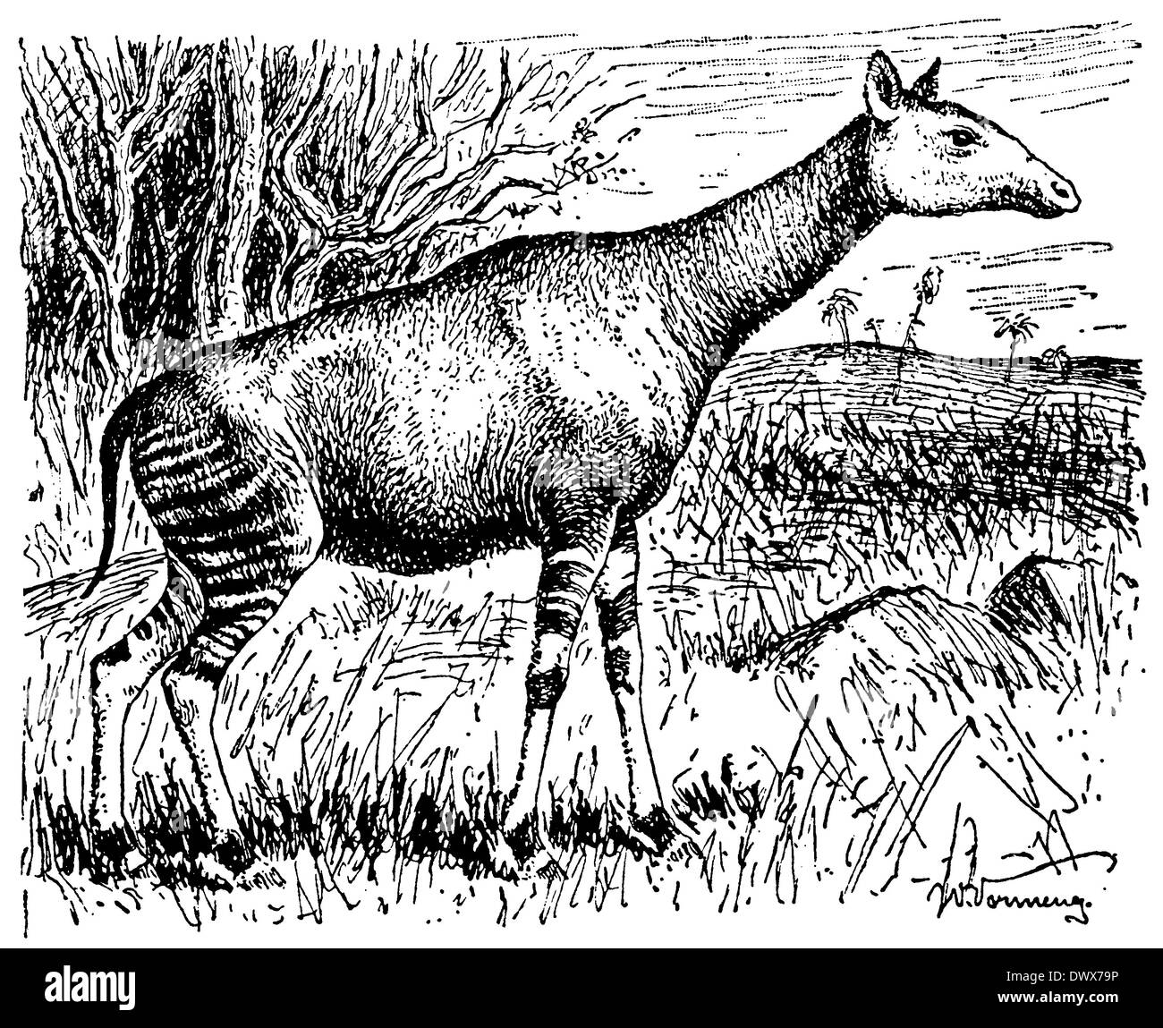 Animal okapi Black and White Stock Photos & Images - Alamy