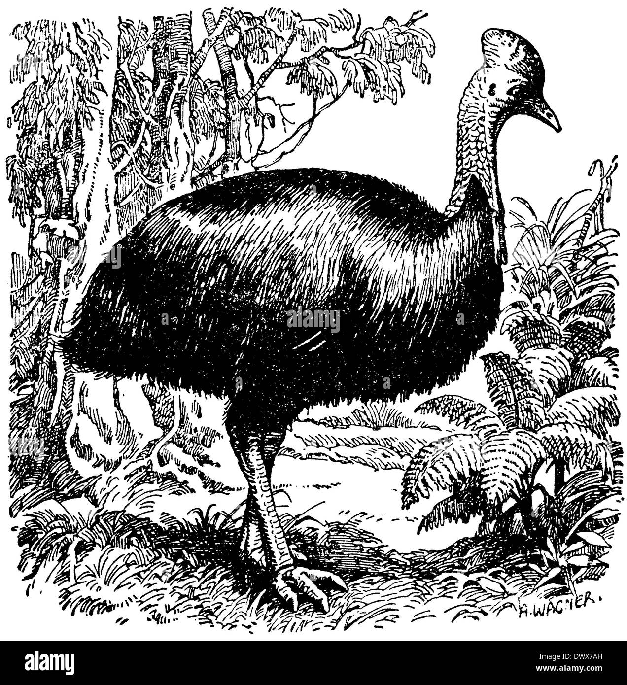 Cassowary bird Black and White Stock Photos & Images - Alamy