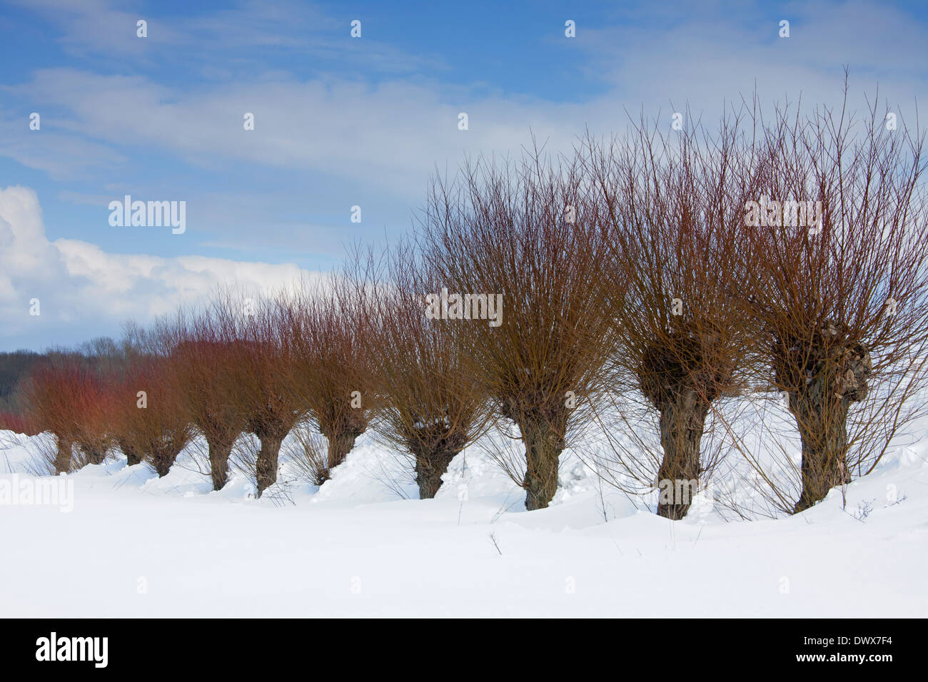 Row of pollarded white willows (Salix alba) bordering field in the snow ...