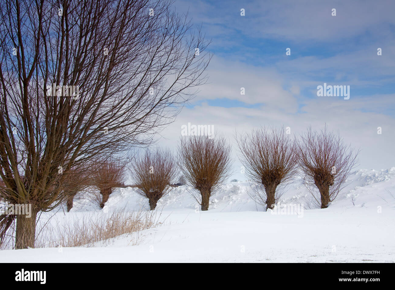 Row of pollarded white willows (Salix alba) bordering field in the snow ...