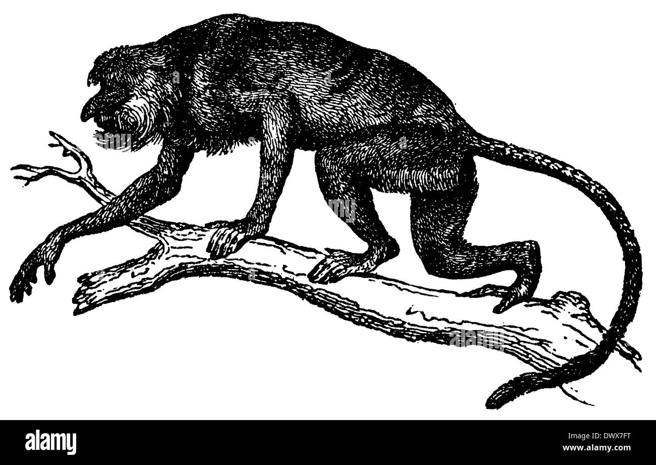 Engraving of monkey Cut Out Stock Images & Pictures - Alamy