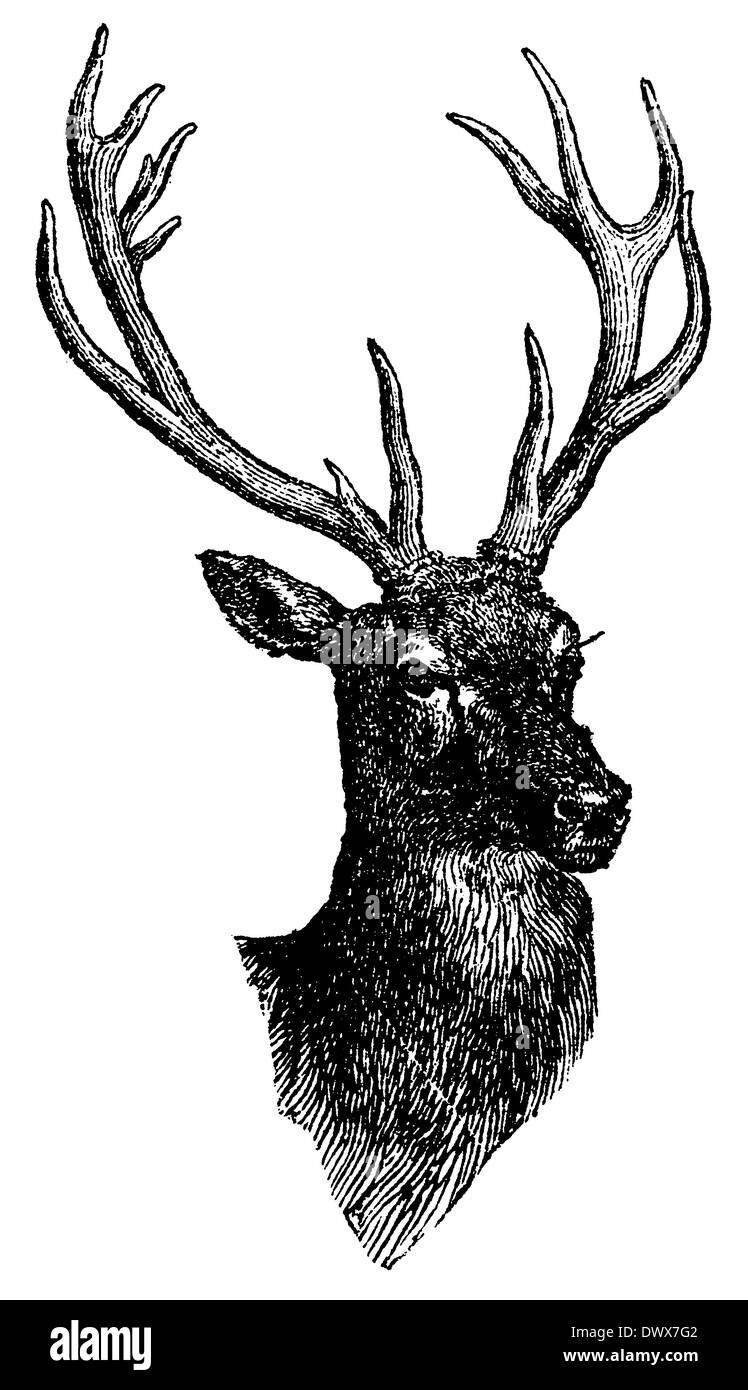 Deer drawing hi-res stock photography and images - Alamy