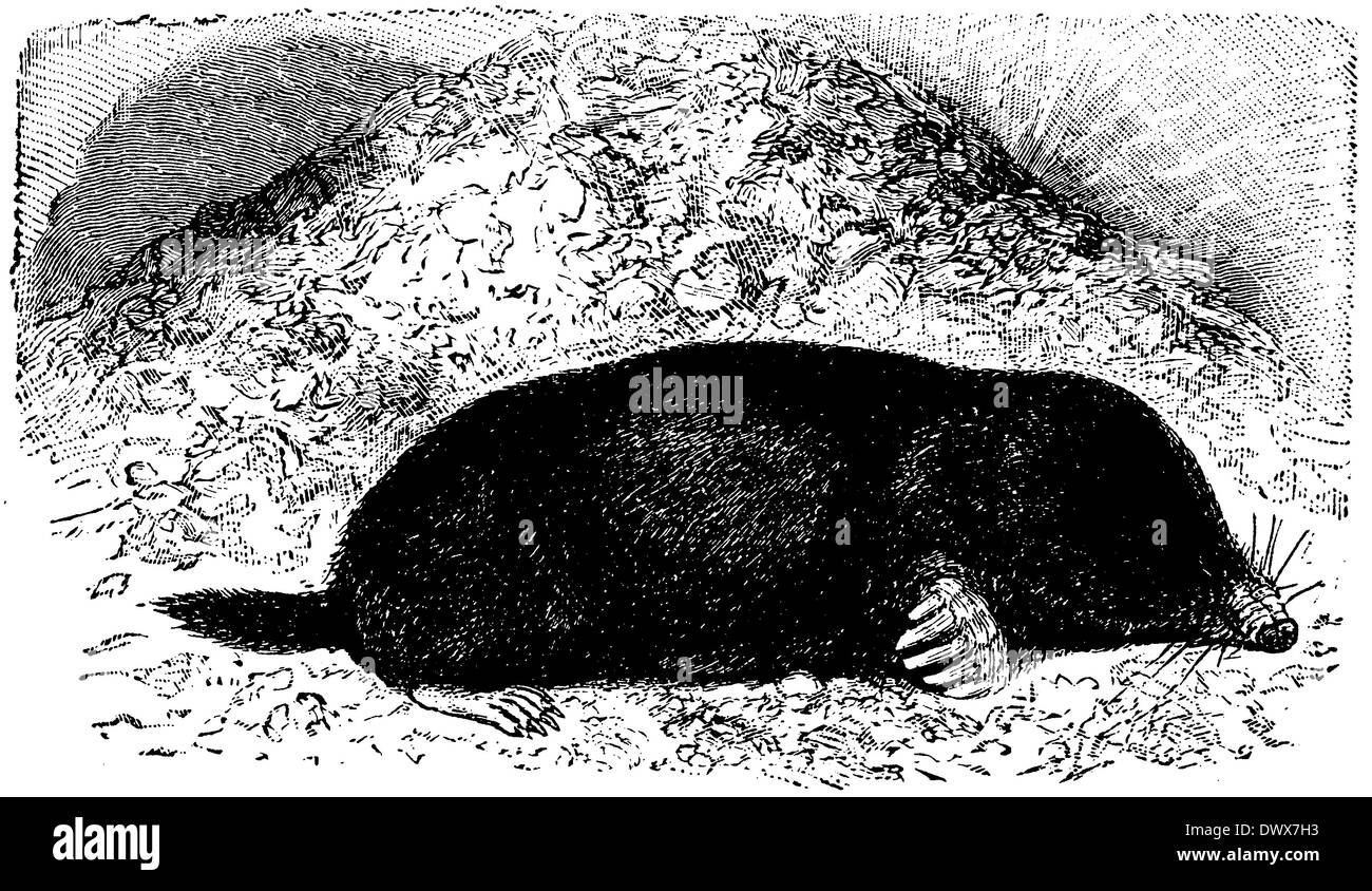 Black mole hi-res stock photography and images - Alamy