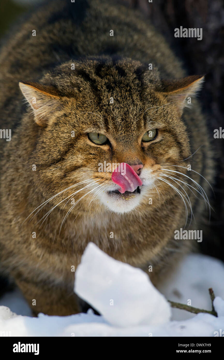 Scottish wildcat uk winter hi-res stock photography and images - Alamy