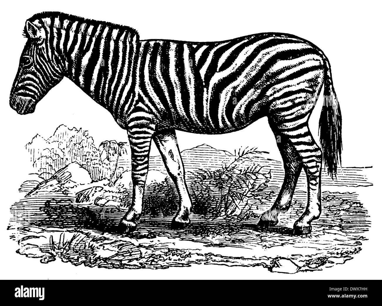 Vintage engraving of zebra Cut Out Stock Images & Pictures - Alamy
