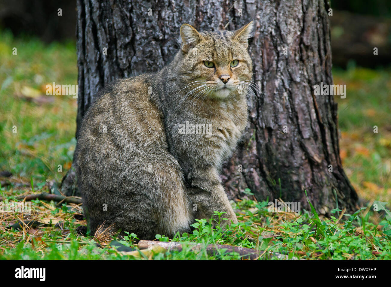 European wild cat (Felis silvestris silvestris) sitting in forest Stock ...