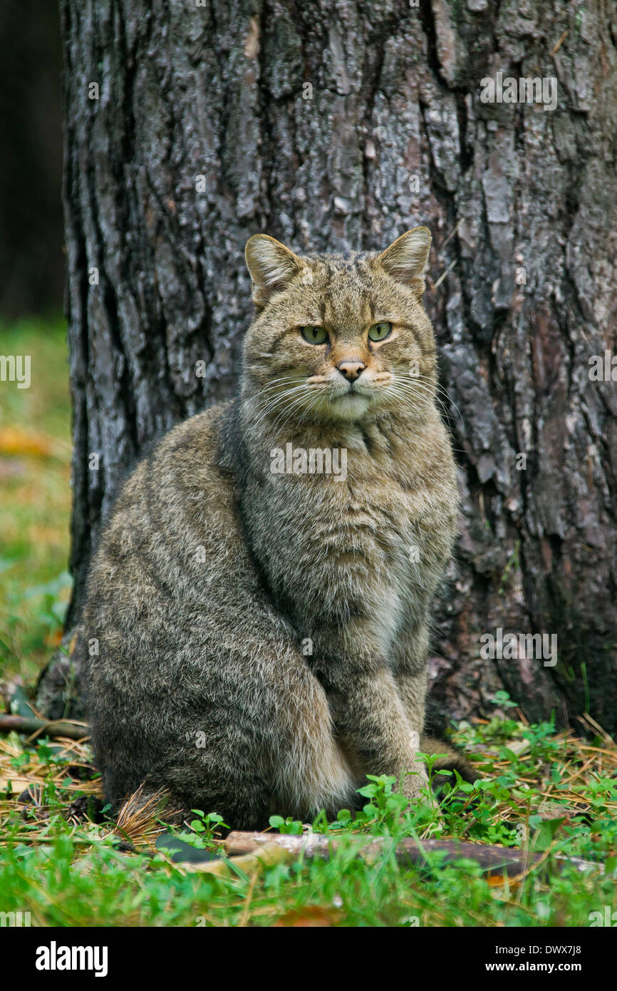 Wildcat scottish sitting hi-res stock photography and images - Alamy