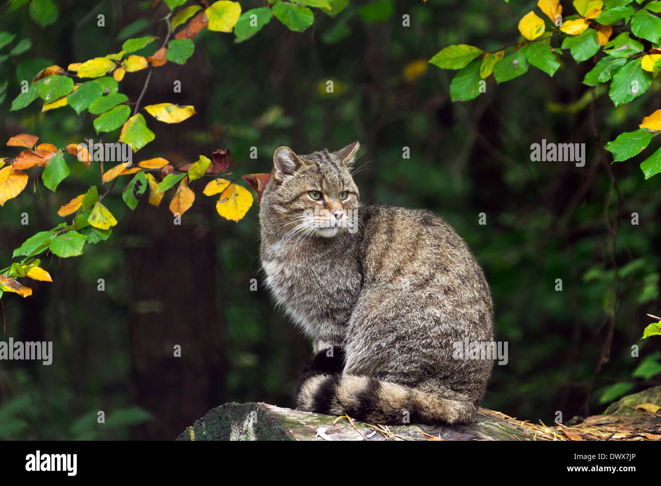 European wildcat (Felis silvestris silvestris) sitting in forest in ...