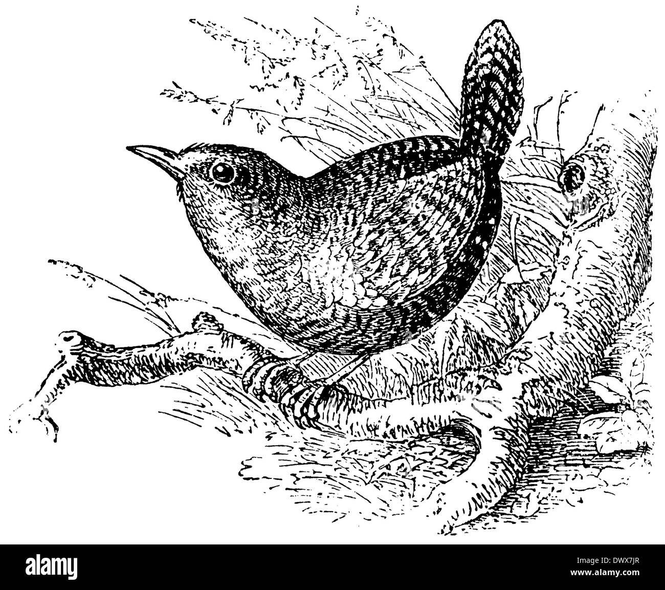 Wren bird illustration Black and White Stock Photos & Images - Alamy