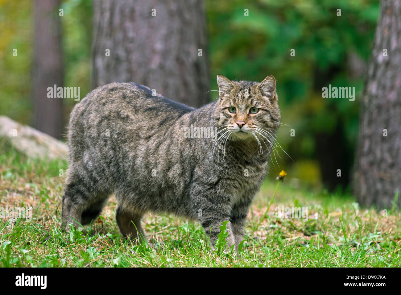 Scottish wildcats europe hi-res stock photography and images - Alamy