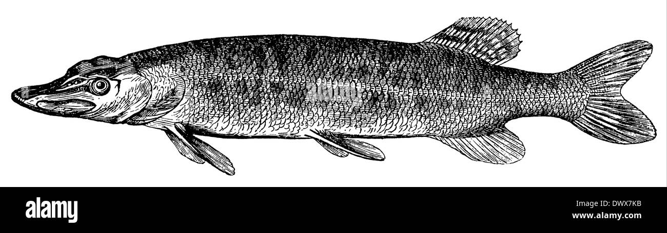 White pike hi-res stock photography and images - Alamy