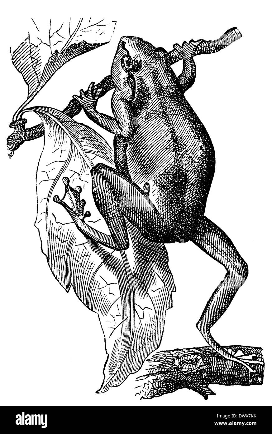 Frog black Cut Out Stock Images & Pictures - Alamy