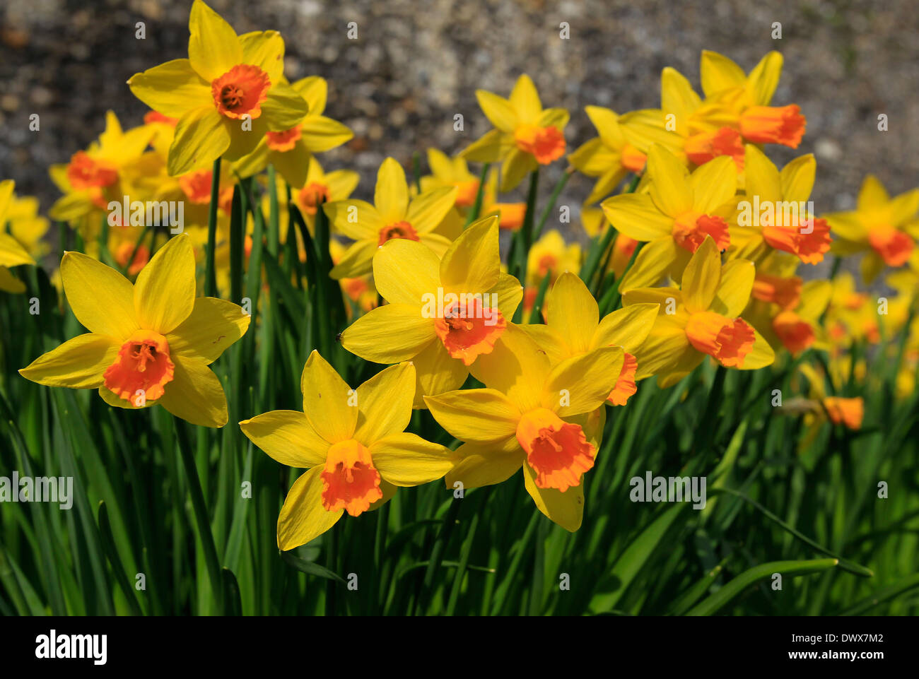 Daffodils in the Spring sunshine Stock Photo - Alamy