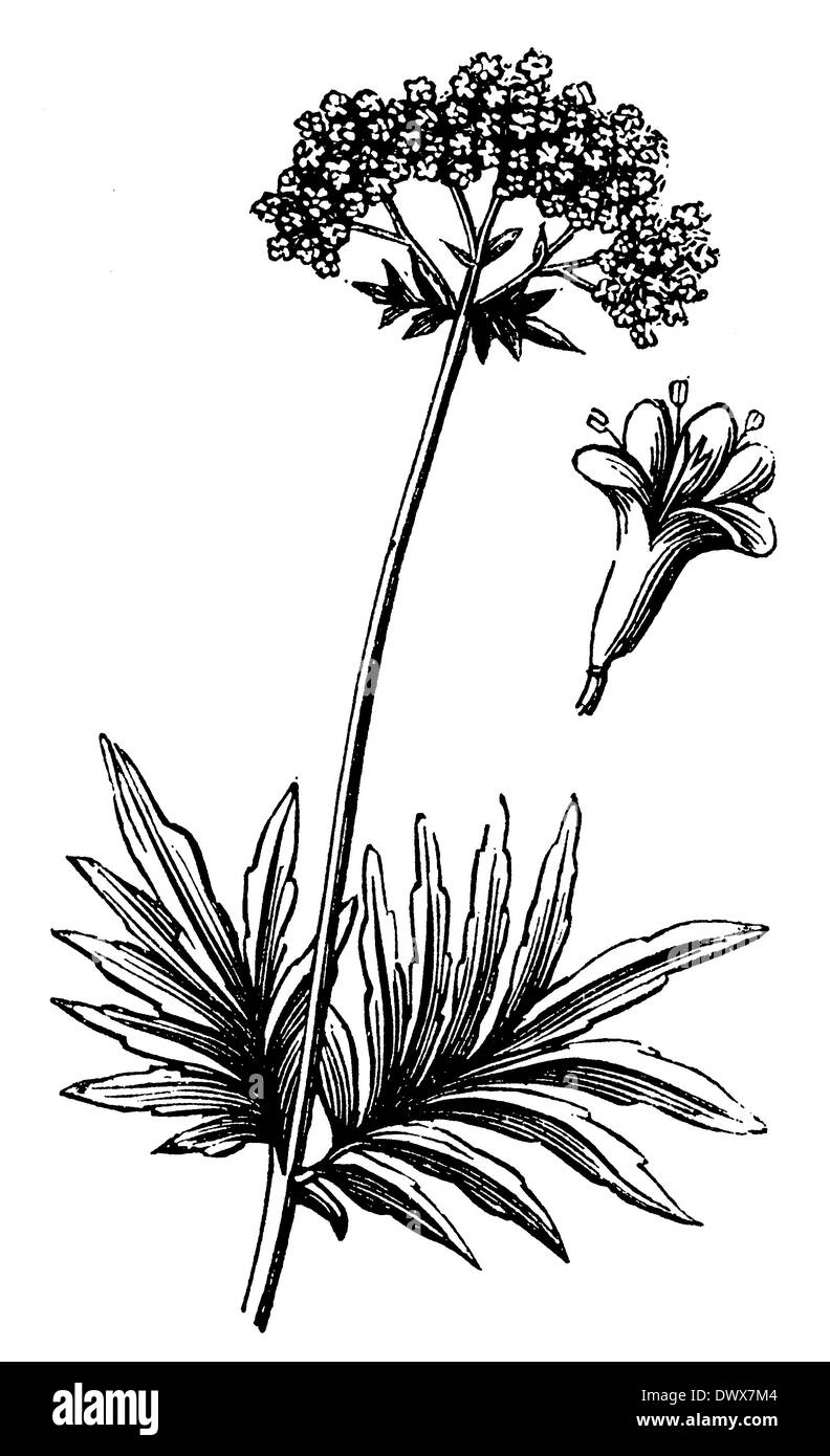 Illustration plant valerian valeriana officinalis hi-res stock ...