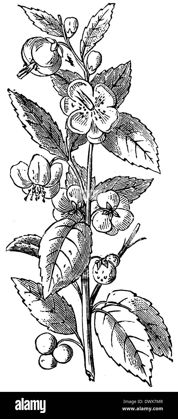 Old illustration sloe hi-res stock photography and images - Alamy