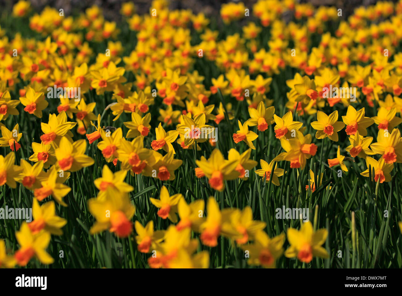 Daffodils in the Spring sunshine Stock Photo - Alamy