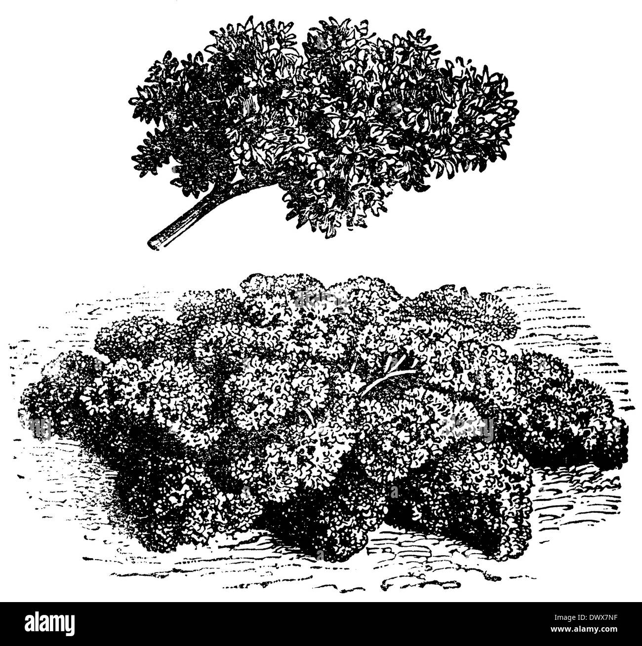 Variety botany Black and White Stock Photos & Images - Alamy