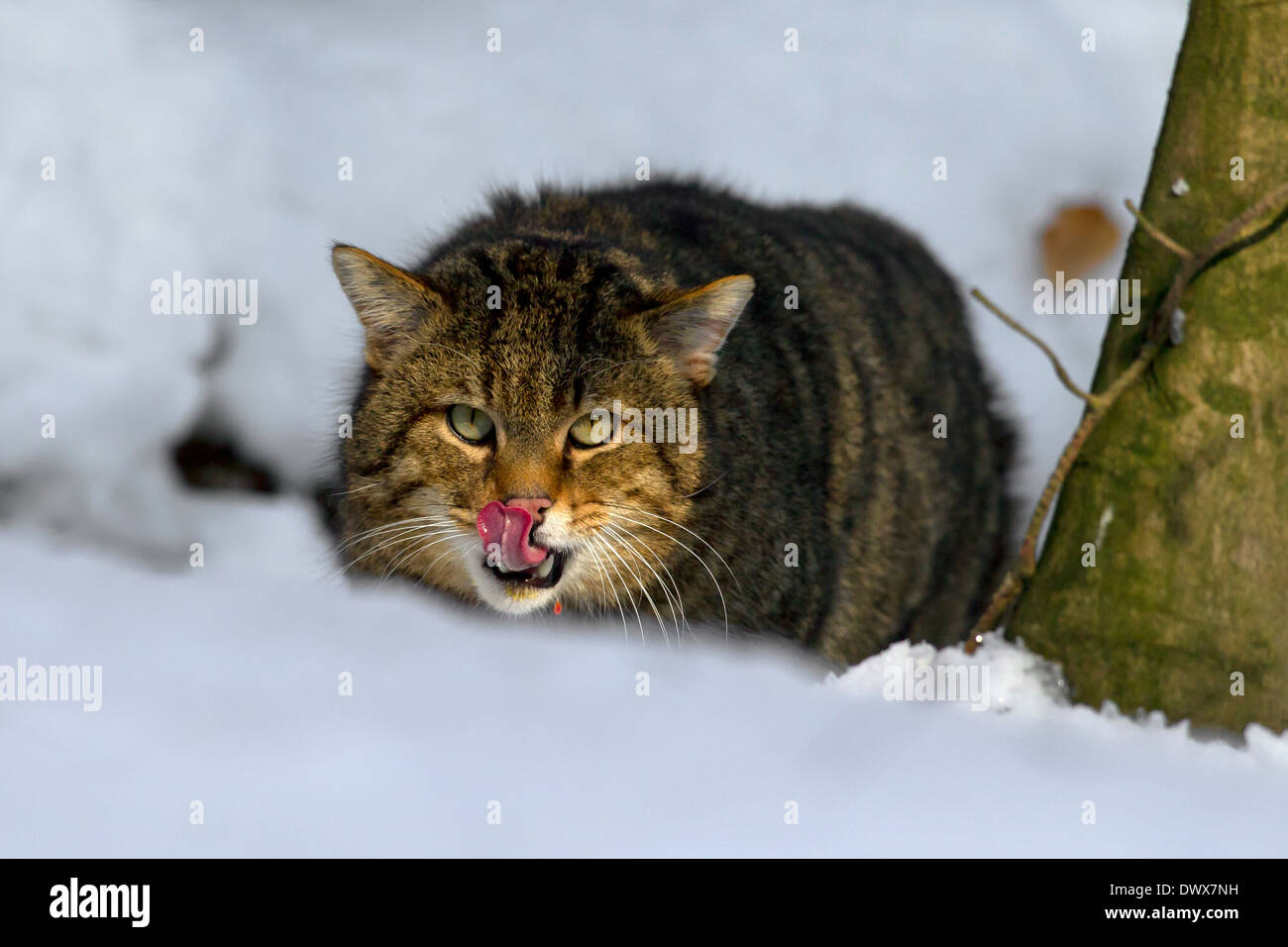 Scottish wildcat uk winter hi-res stock photography and images - Alamy