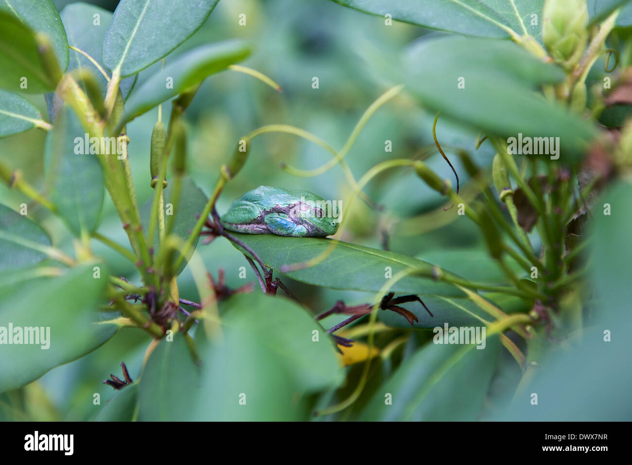 Eastern gray tree frog hi-res stock photography and images - Alamy
