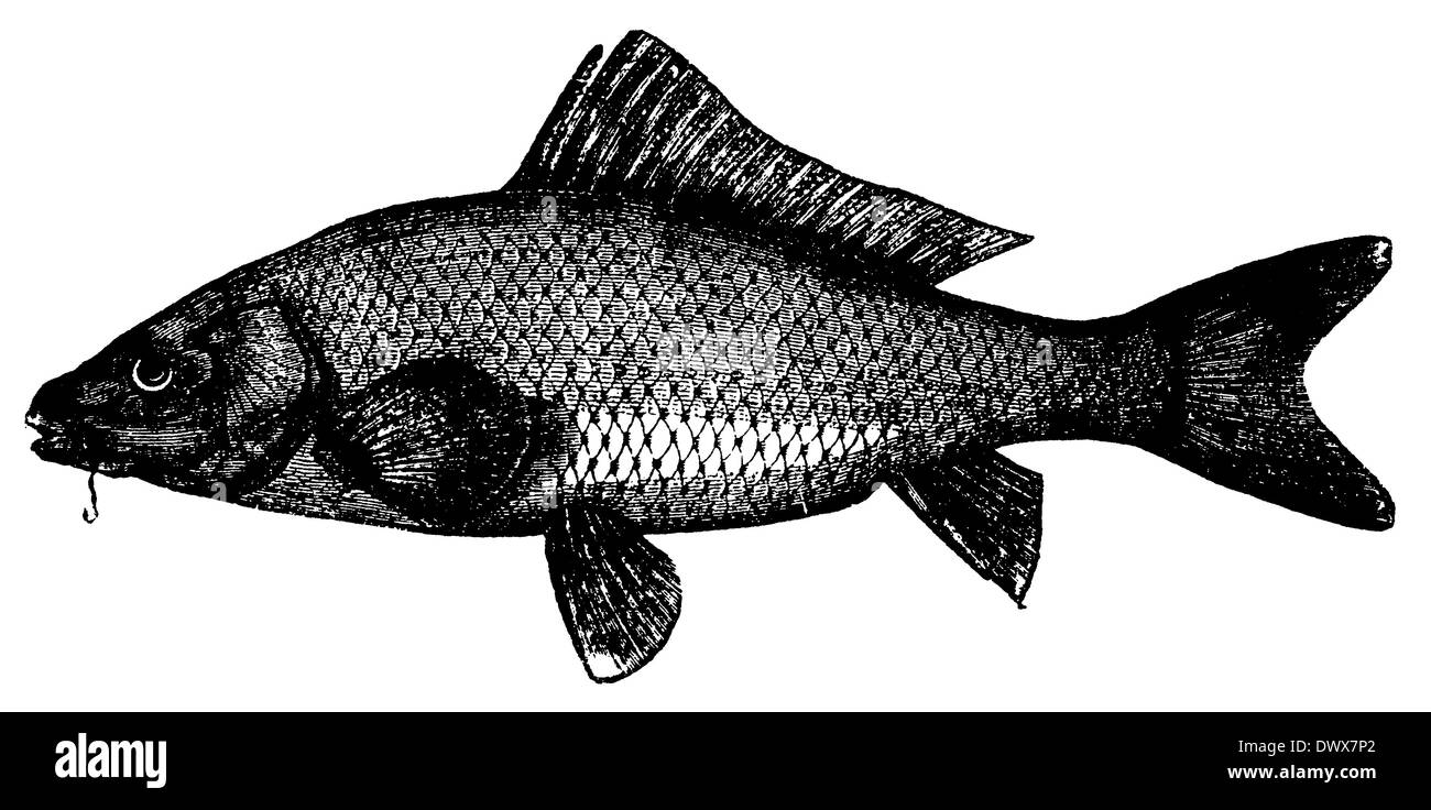 Black and white illustration carp Cut Out Stock Images & Pictures - Alamy