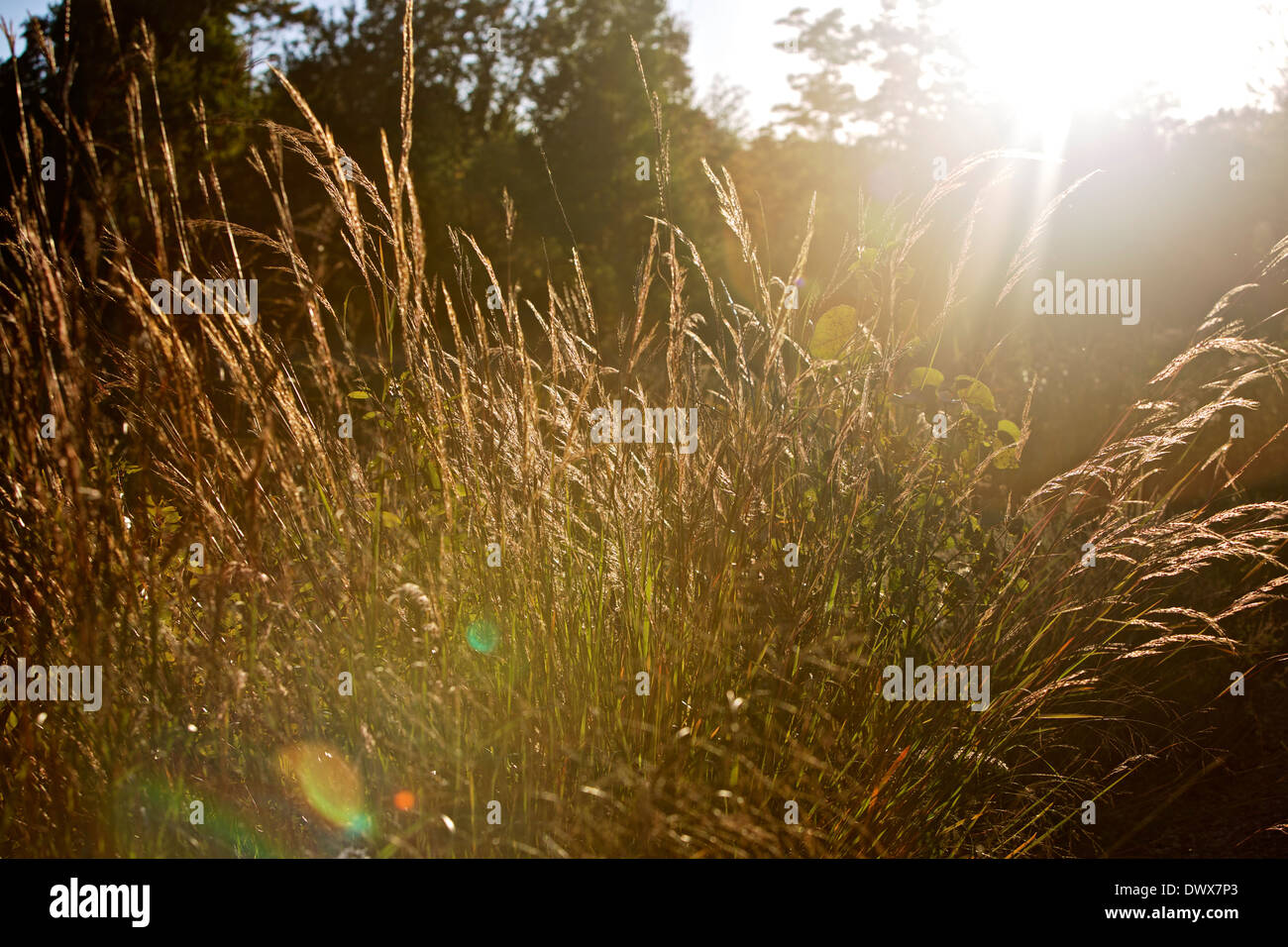 Sunset behind a cluster of grasses Stock Photo - Alamy