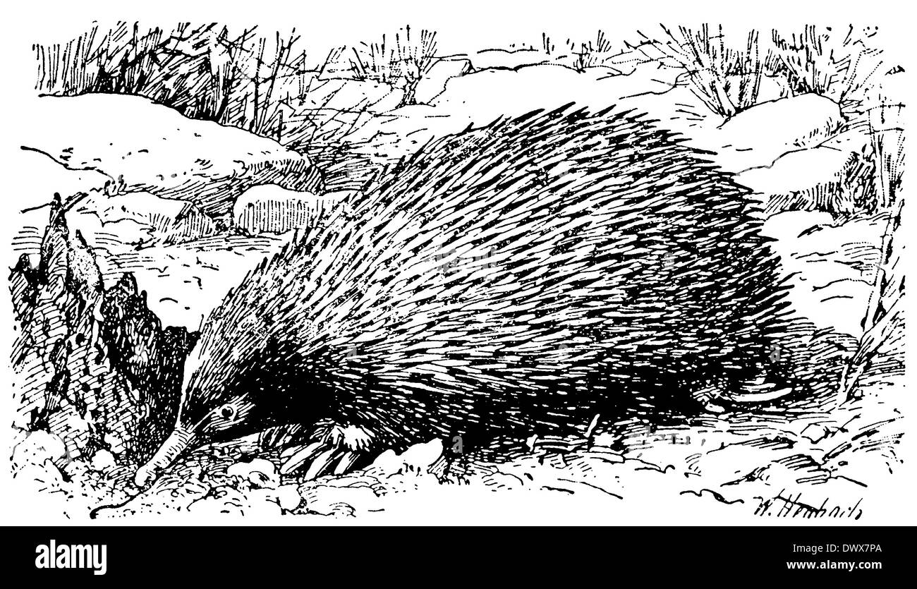 Echidna Black and White Stock Photos & Images - Alamy