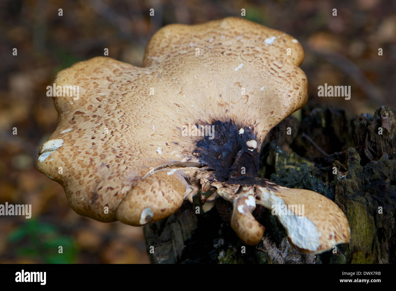 Fungus growing on a tree stump at Blandford Nature Center in Grand ...