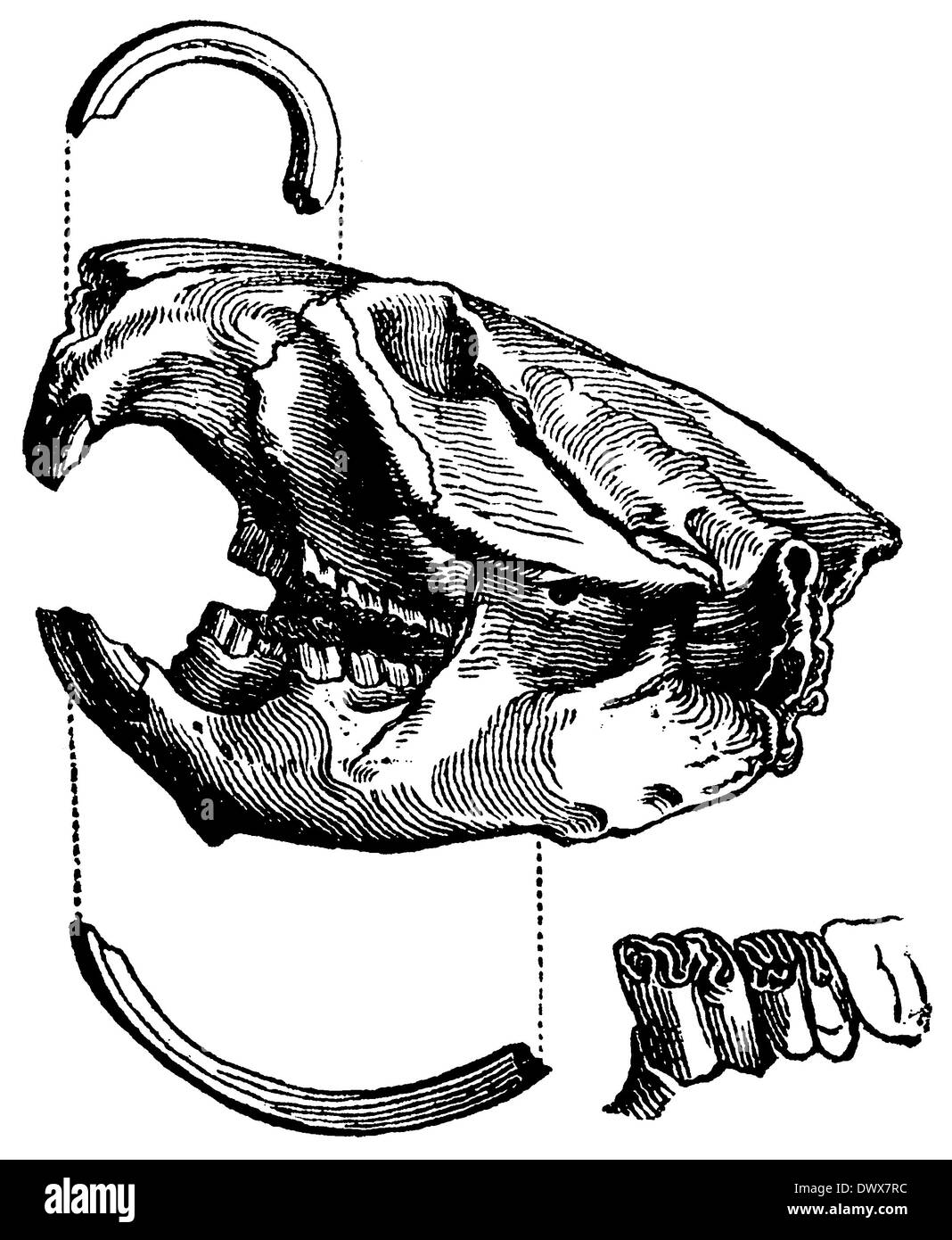 Beaver skull hi-res stock photography and images - Alamy