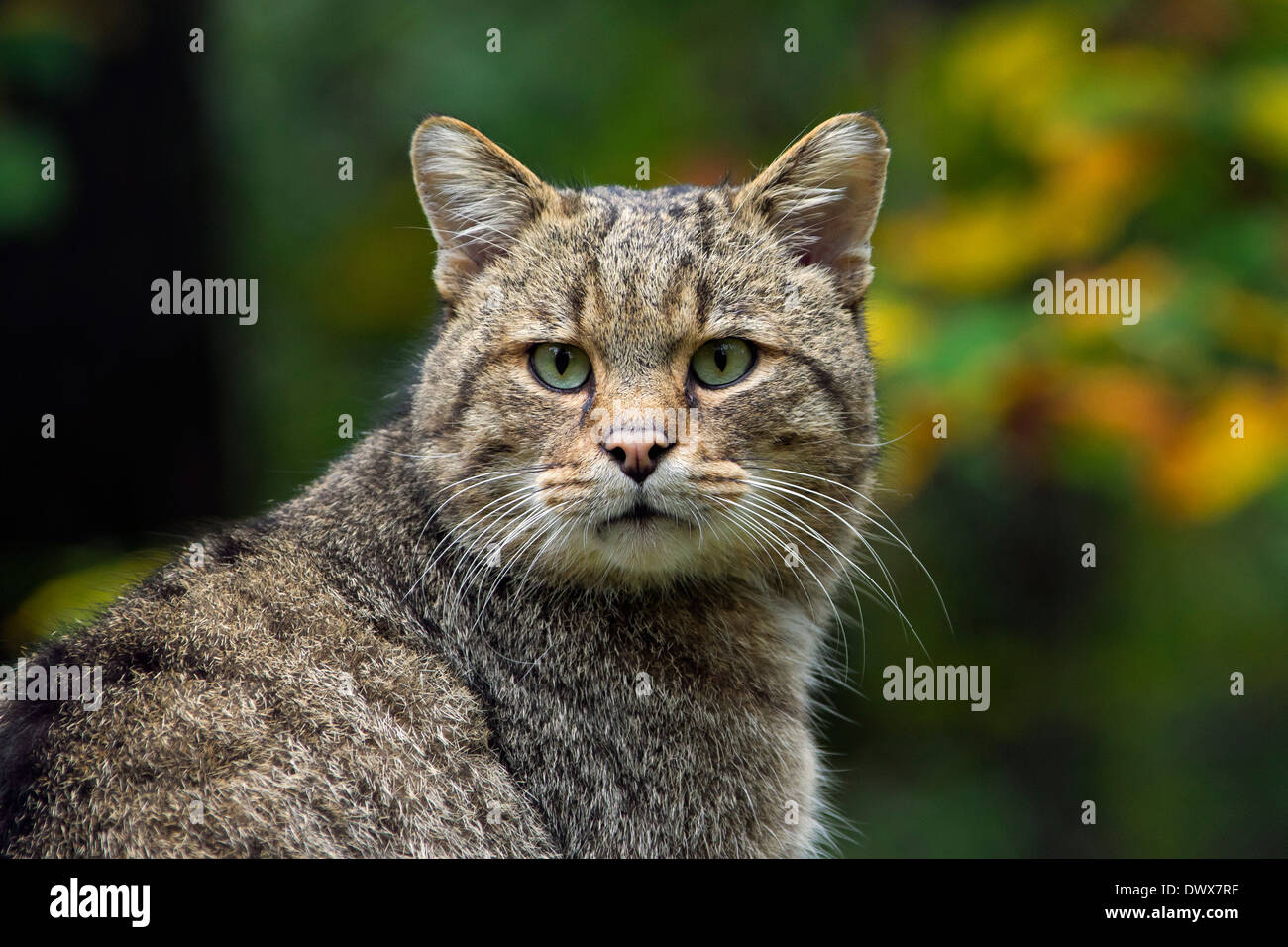 European wildcat (Felis silvestris silvestris) close up portrait in ...