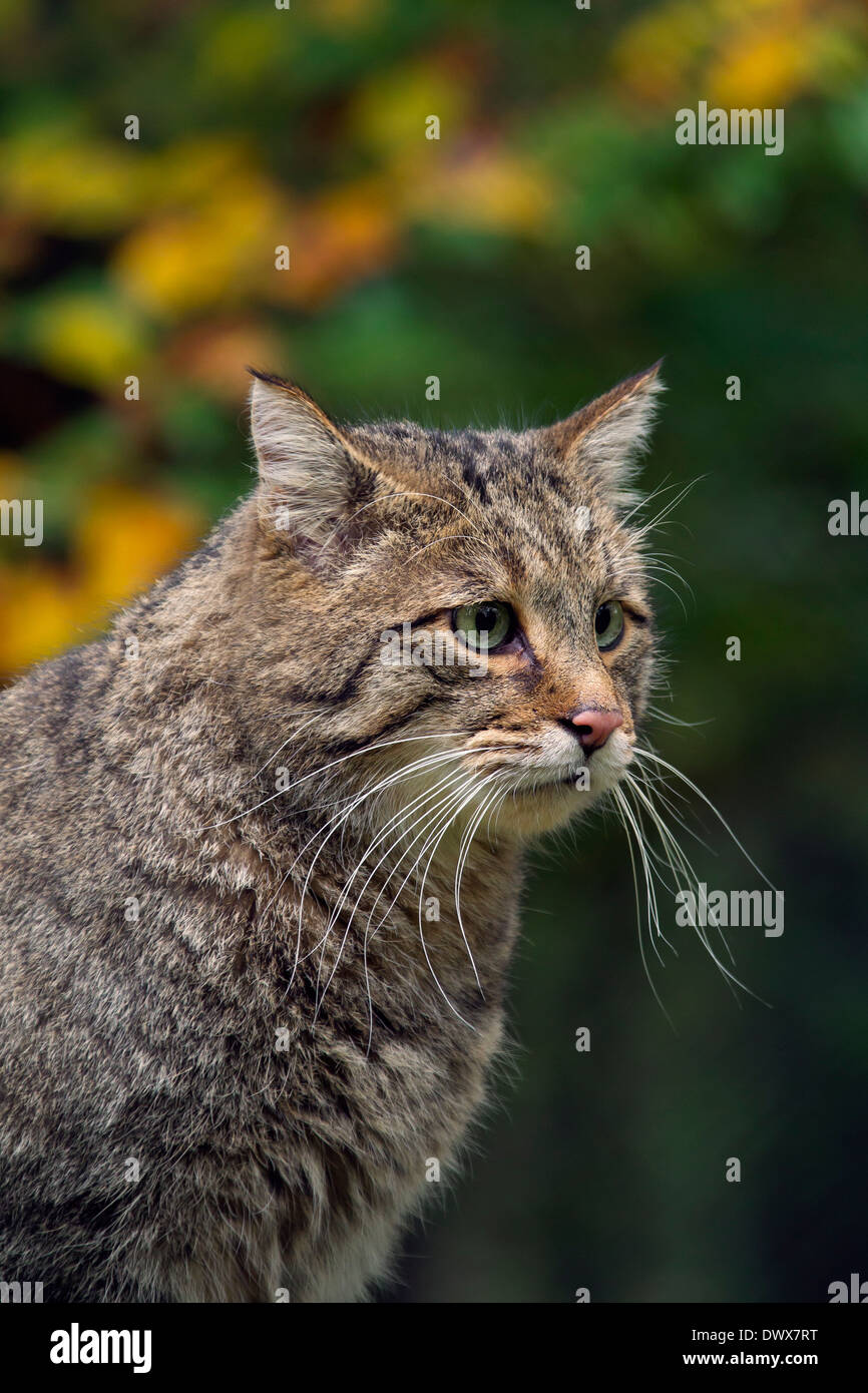 Wildcats in scotland hi-res stock photography and images - Alamy