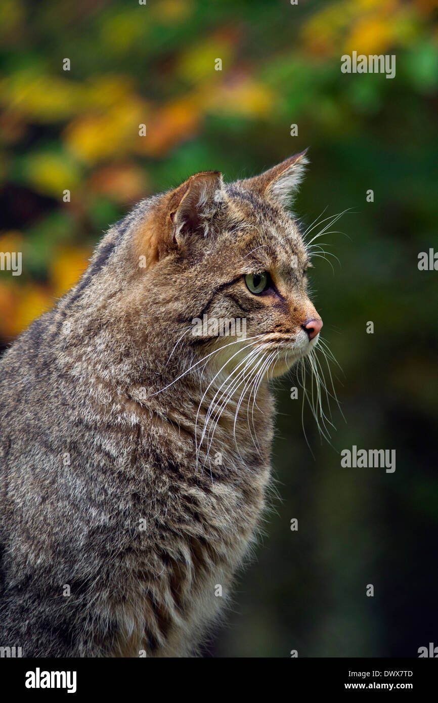 European wildcat (Felis silvestris silvestris) close up portrait in ...