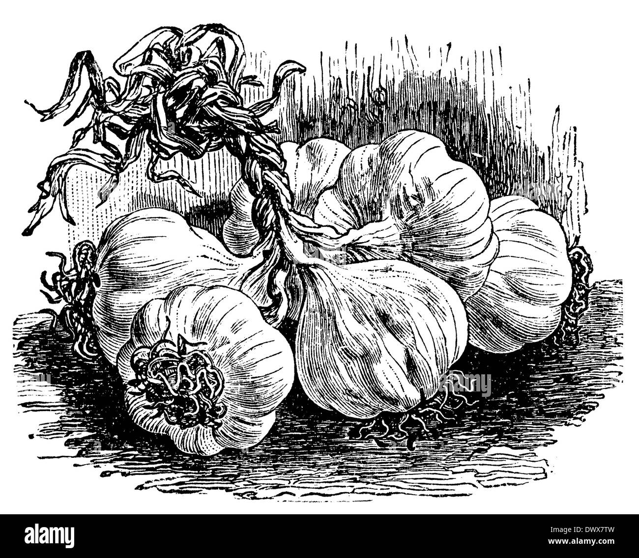 Garlic plant drawing hi-res stock photography and images - Alamy