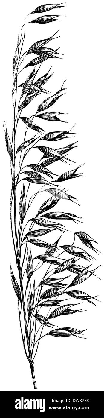 Drawing oats hi-res stock photography and images - Alamy