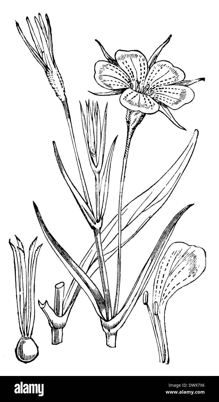 Botanical illustration corn cockle hi-res stock photography and images ...