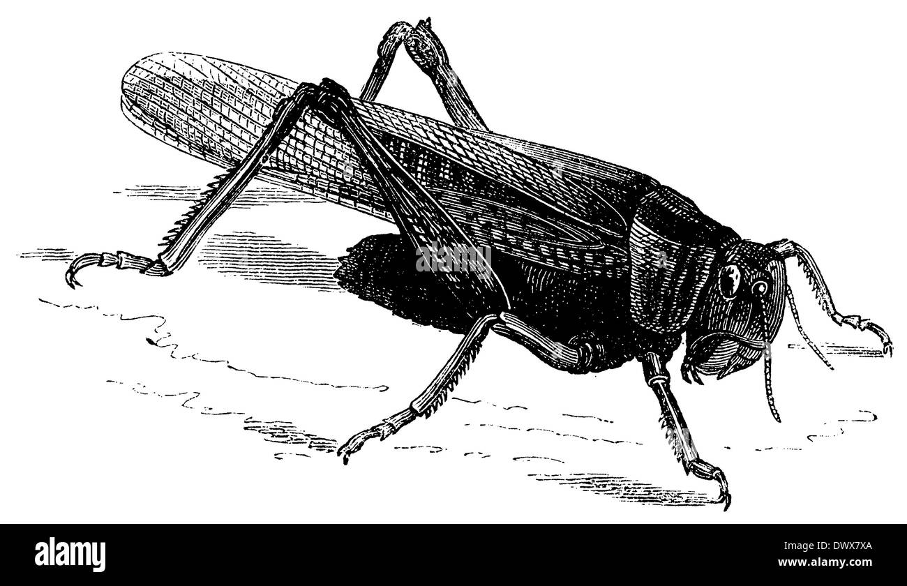 Black locust wood Cut Out Stock Images & Pictures - Alamy