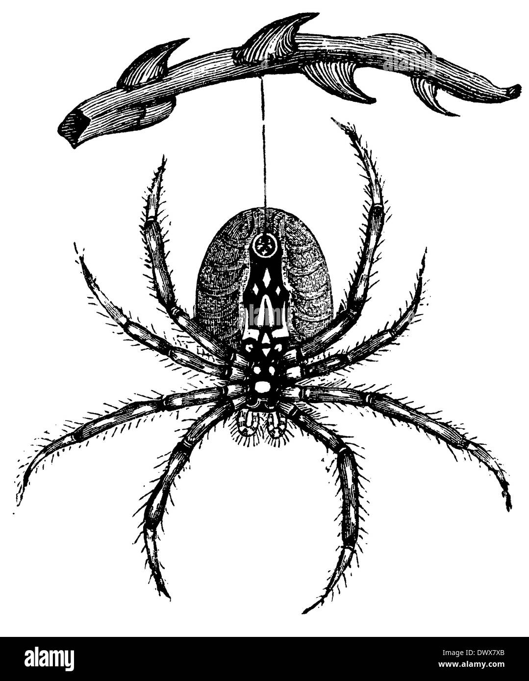 Spider graphic hi-res stock photography and images - Alamy