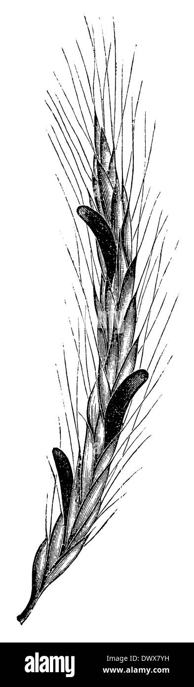 Ergot grass Black and White Stock Photos & Images - Alamy