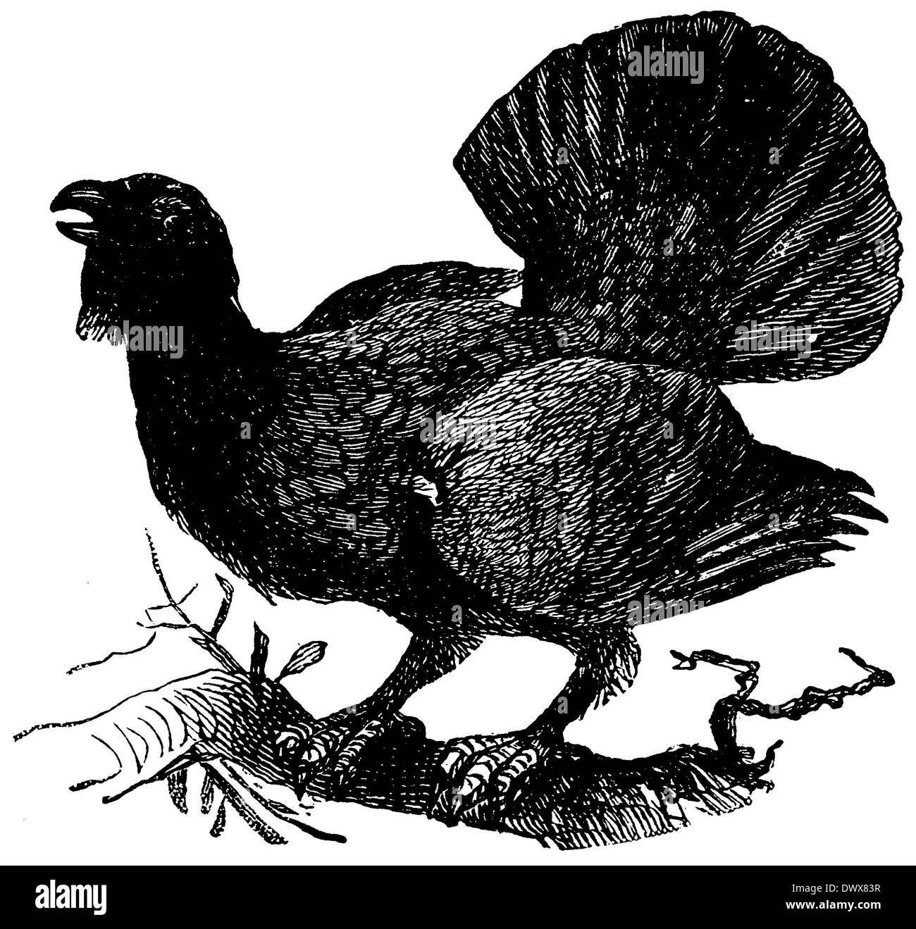 Grouse graphics hi-res stock photography and images - Alamy