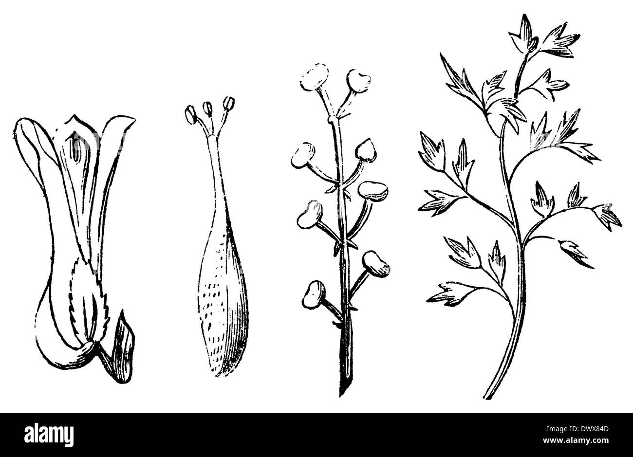 Fumariaceae fumitory Black and White Stock Photos & Images - Alamy