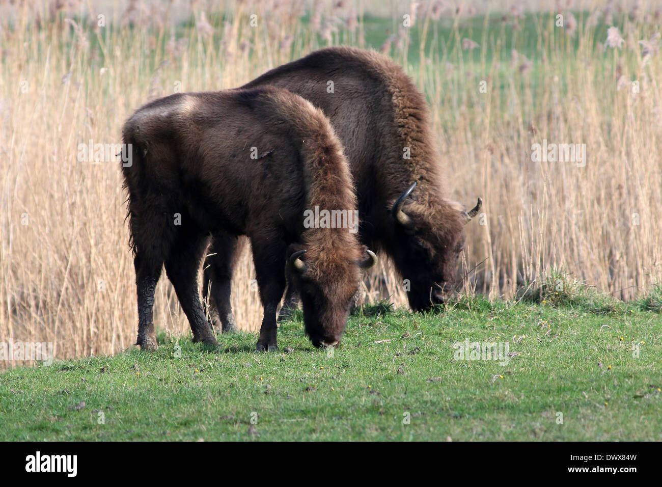 Bison deurope hi-res stock photography and images - Alamy