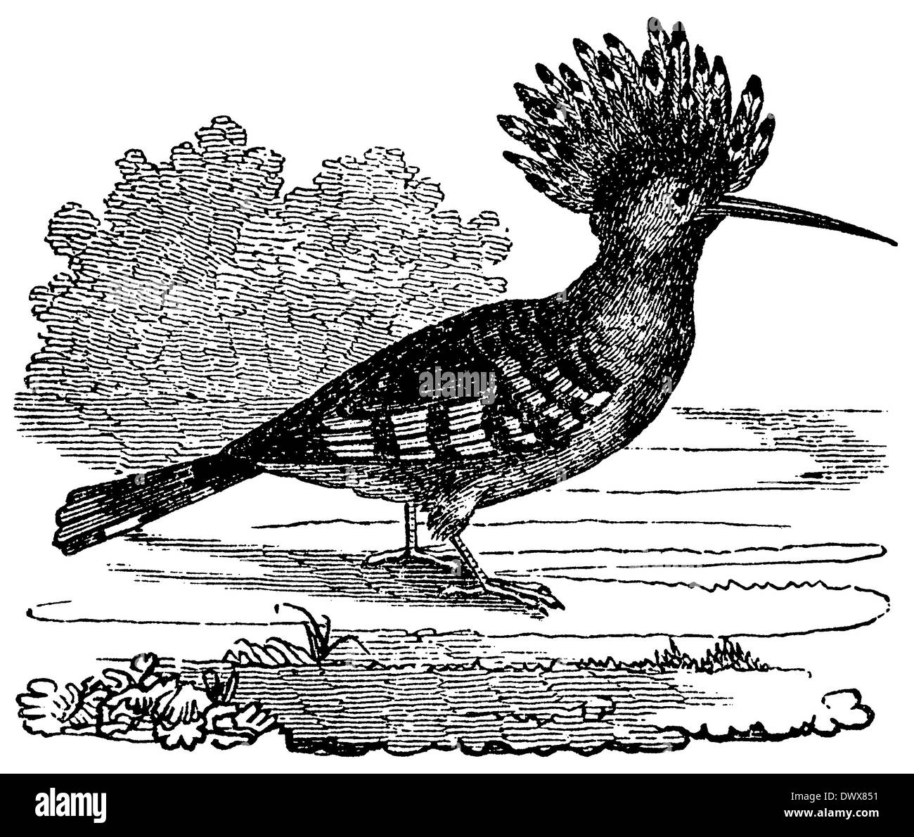 Hoopoe drawing hi-res stock photography and images - Alamy