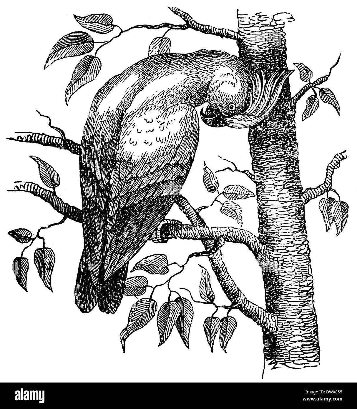 Cockatoo drawing hi-res stock photography and images - Alamy