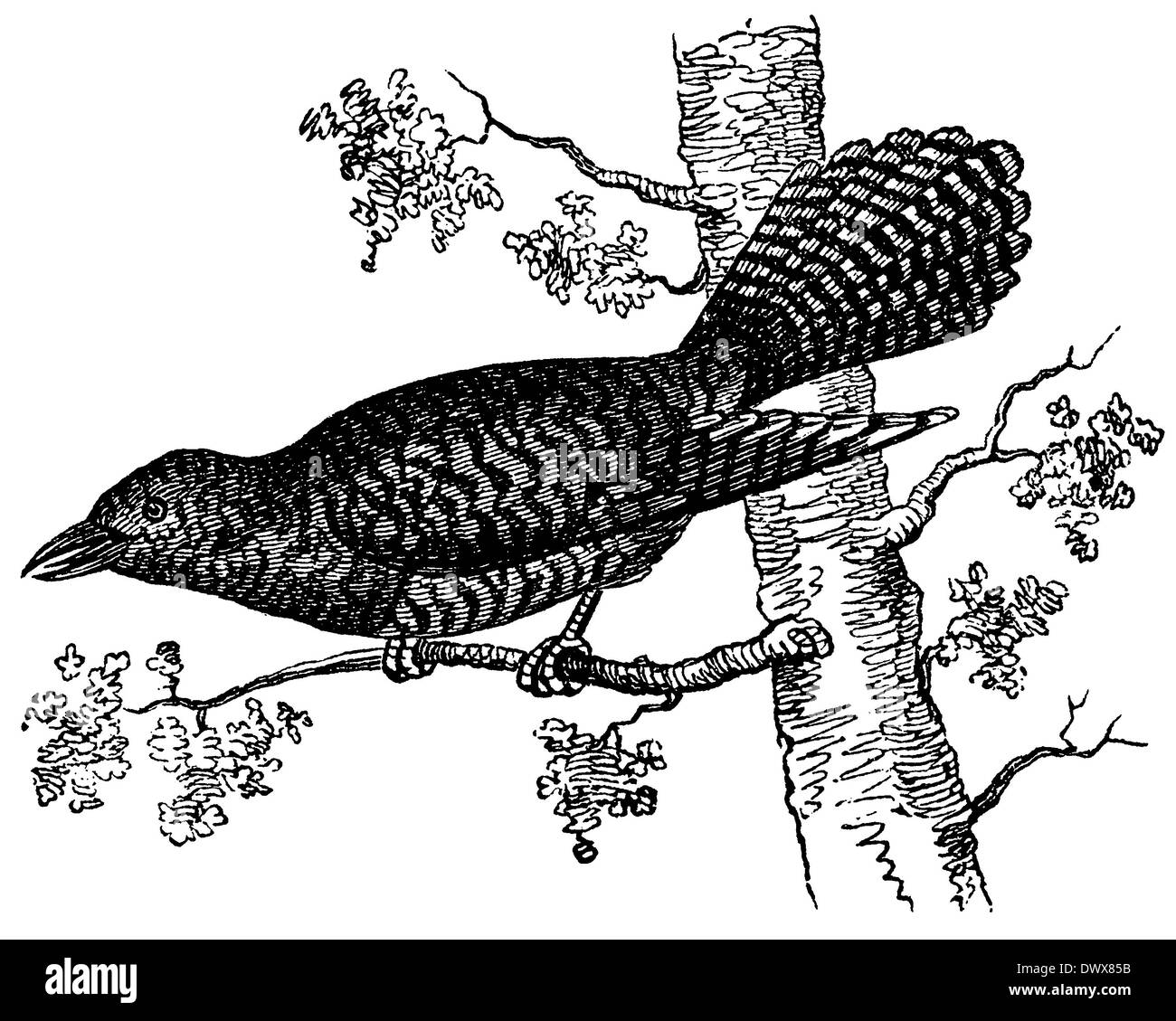 Cuckoo bird illustration Cut Out Stock Images & Pictures - Alamy