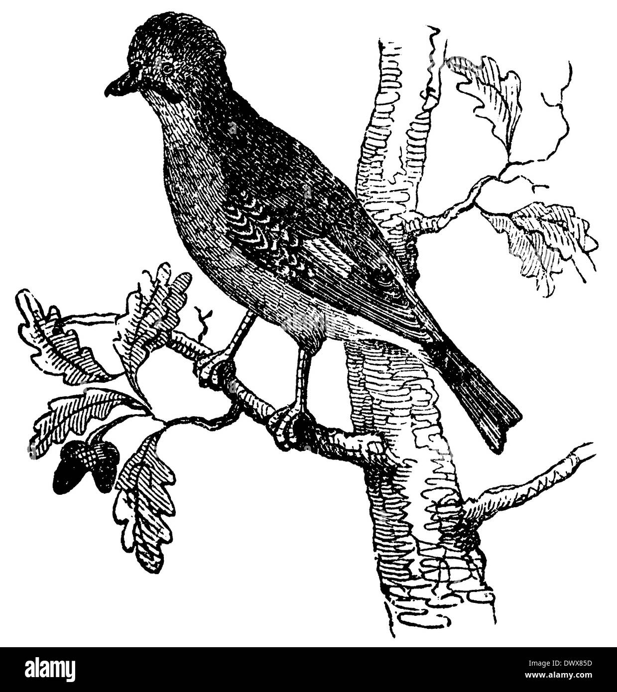 Wood jay Black and White Stock Photos & Images - Alamy