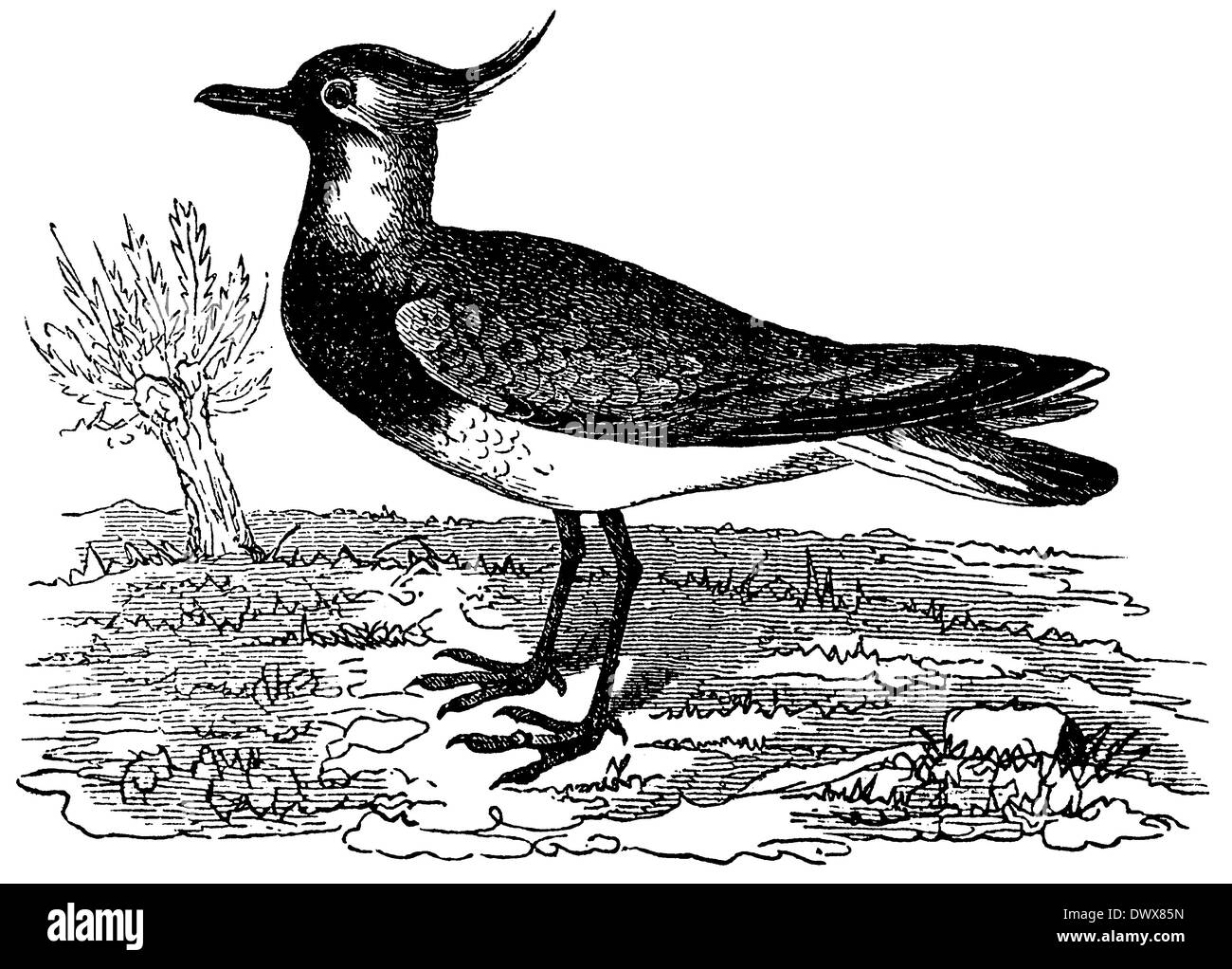 Lapwing illustration hi-res stock photography and images - Alamy