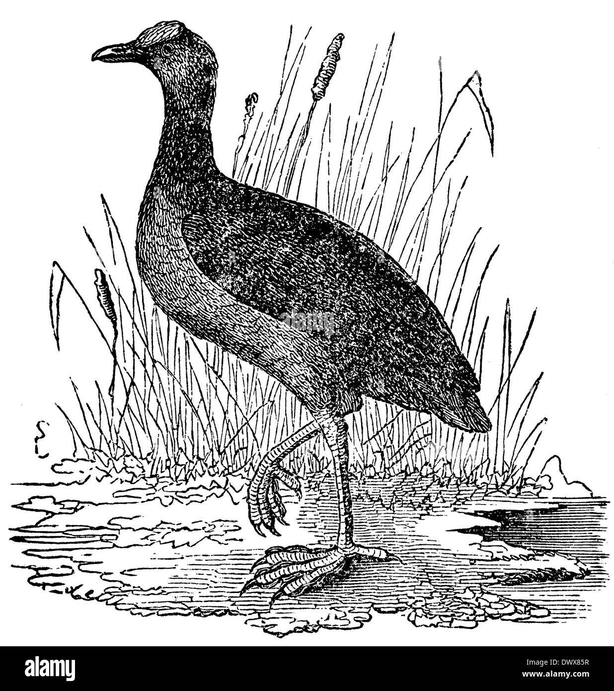 Black bird figure hi-res stock photography and images - Alamy